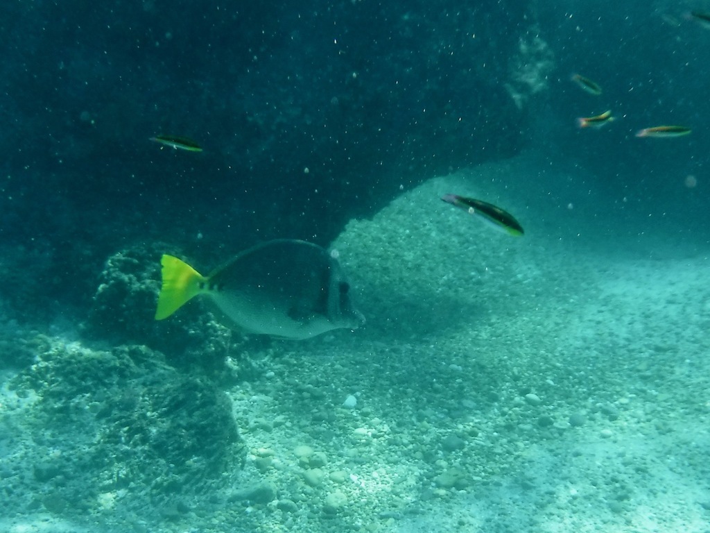 Razor Surgeonfish on December 02, 2020 at 02:50 PM by Idlegrraphics ...