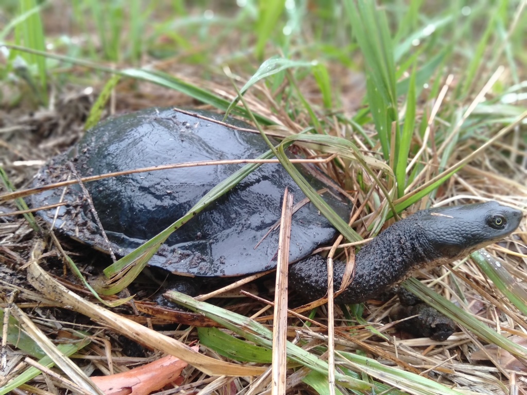 Common Snake-necked Turtle from Sydney NSW, Australia on November 4 ...