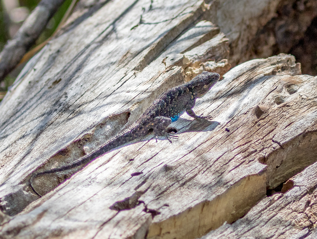 Ornate Tree Lizard from Sierra Vista Southeast, AZ, USA on May 08, 2019 ...