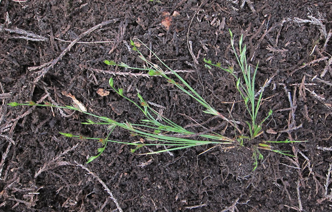 Toad rush from Kerikeri, New Zealand on October 31, 2021 at 12:32 PM by ...