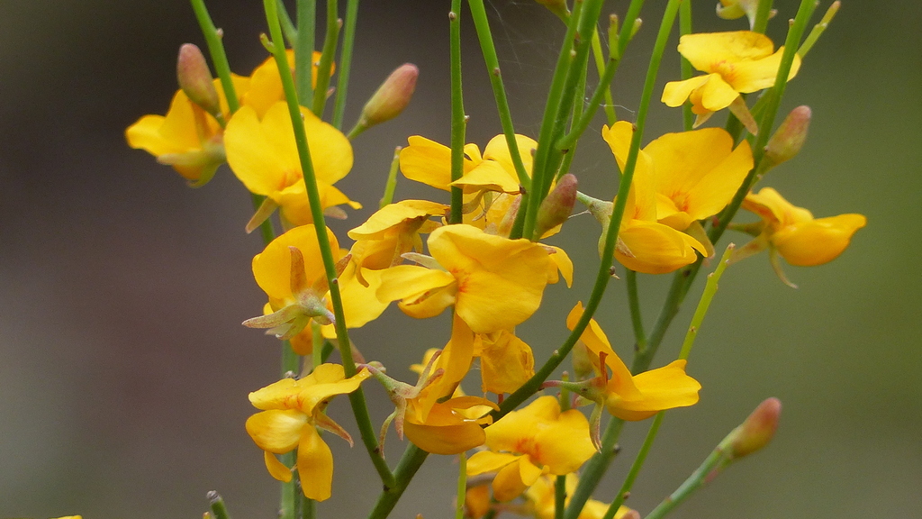 winged broom-pea from Gootchie QLD 4650, Australia on November 9, 2021 ...