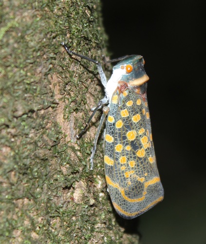 Amantia magnifica · iNaturalist