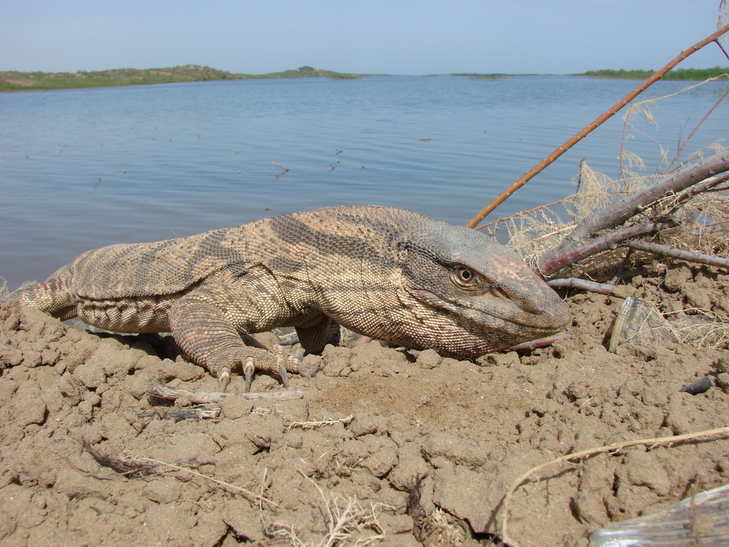 Caspian Monitor from Фаришский район, Узбекистан on May 28, 2012 at 09: ...