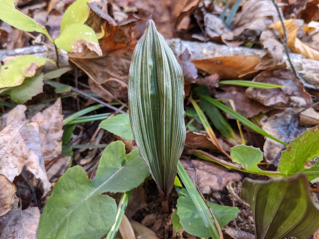 putty root from Redland, MD, USA on November 8, 2021 at 11:58 AM by ...