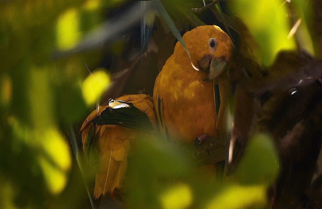 Golden Parakeet in October 2021 by Priscilla Esclarski · iNaturalist