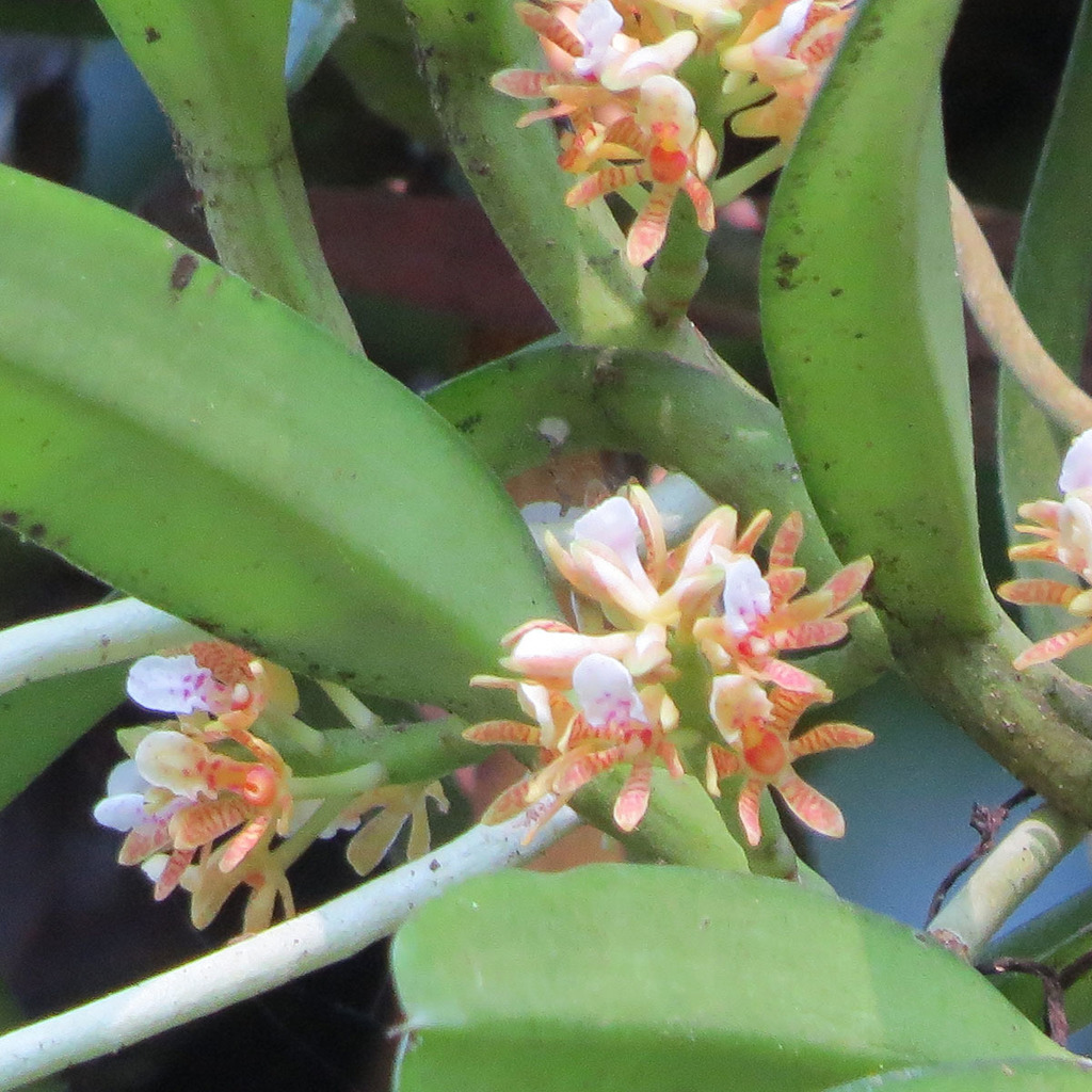 Acampe carinata from nameri national park on November 12, 2018 at 10:44 ...