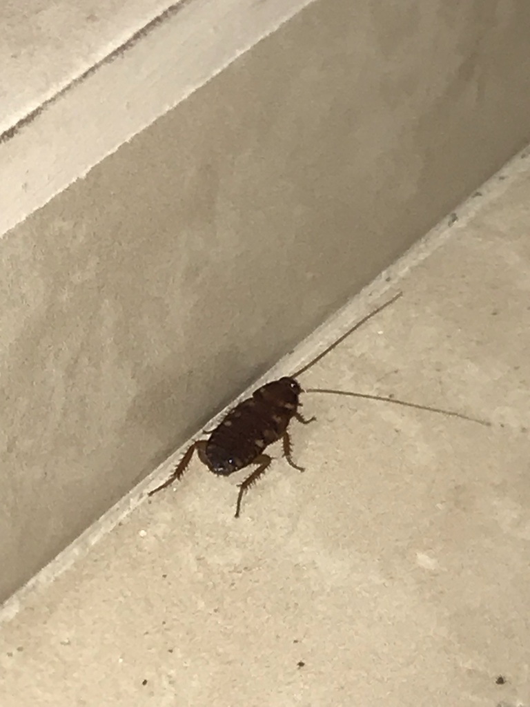 Australian Cockroach from Panama City, Panama on October 28, 2021 at 11 ...