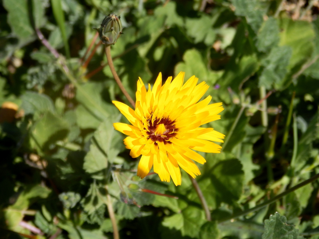 False Sow-thistle (Flora of the Arabian Peninsula ) · BioDiversity4All