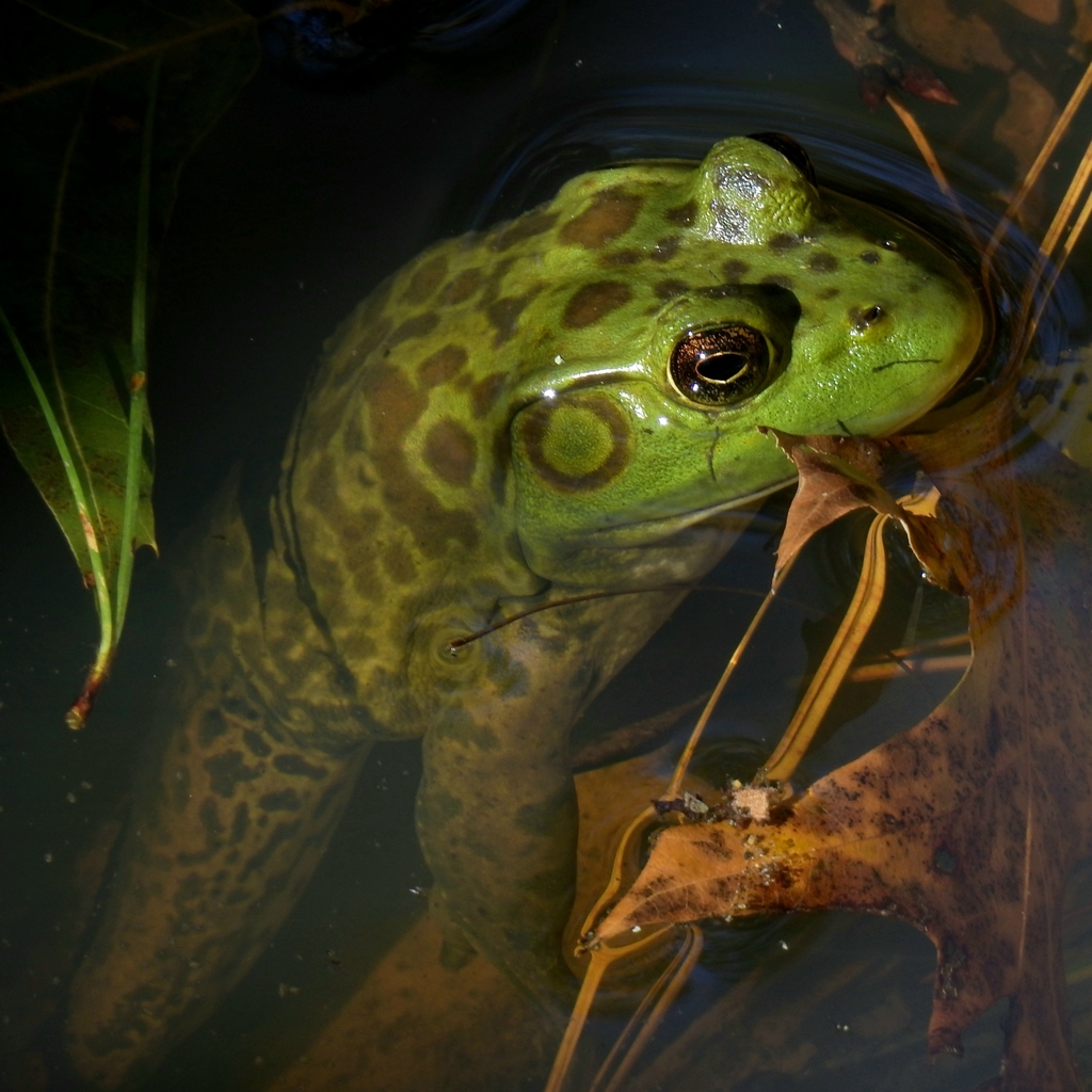 American Bullfrog from Chapel Hill, NC 27517, USA on November 08, 2021 ...