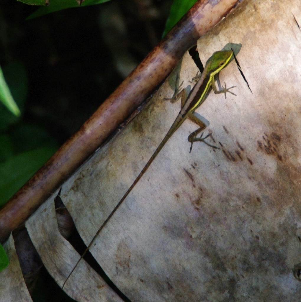 Krug's Anole from Río Blanco, Naguabo, Puerto Rico on December 15, 2016 ...