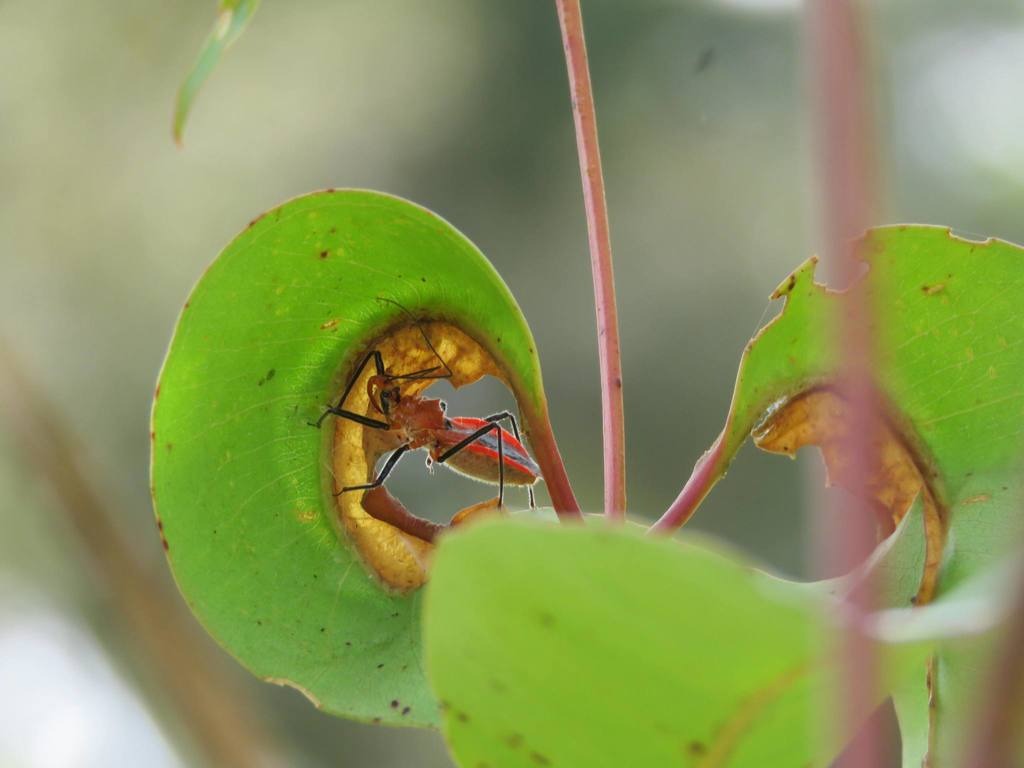 Orange Assassin Bug in November 2021 by Josh Magro · iNaturalist
