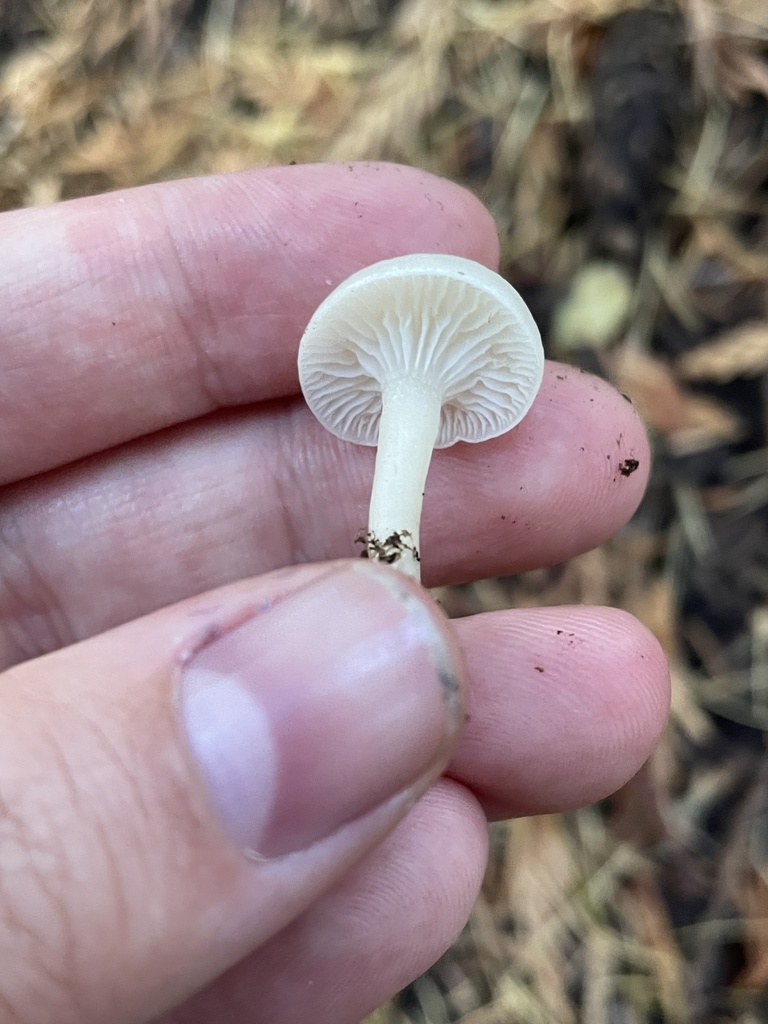 Cuphophyllus from Hatter Creek Rd, Troy, ID, US on November 08, 2021 at ...