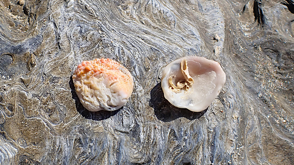Chama asperella from Valla Beach NSW 2448, Australia on November 09 ...