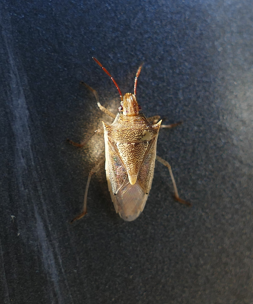 Rice Stink Bug from Dorchester County, MD, USA on November 08, 2021 at ...