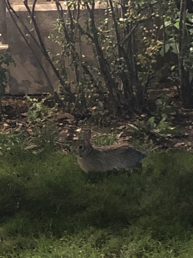 Eastern Cottontail from Loyola University Chicago, Chicago, IL, US on ...