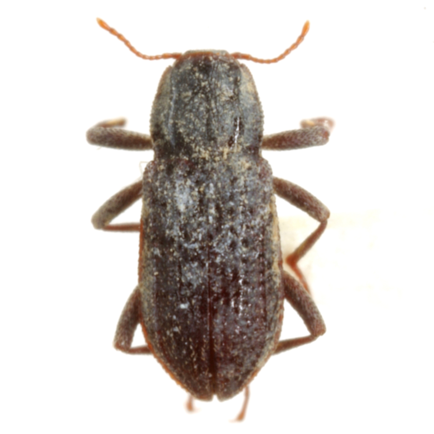 Neocylloepus Brown, 1970
