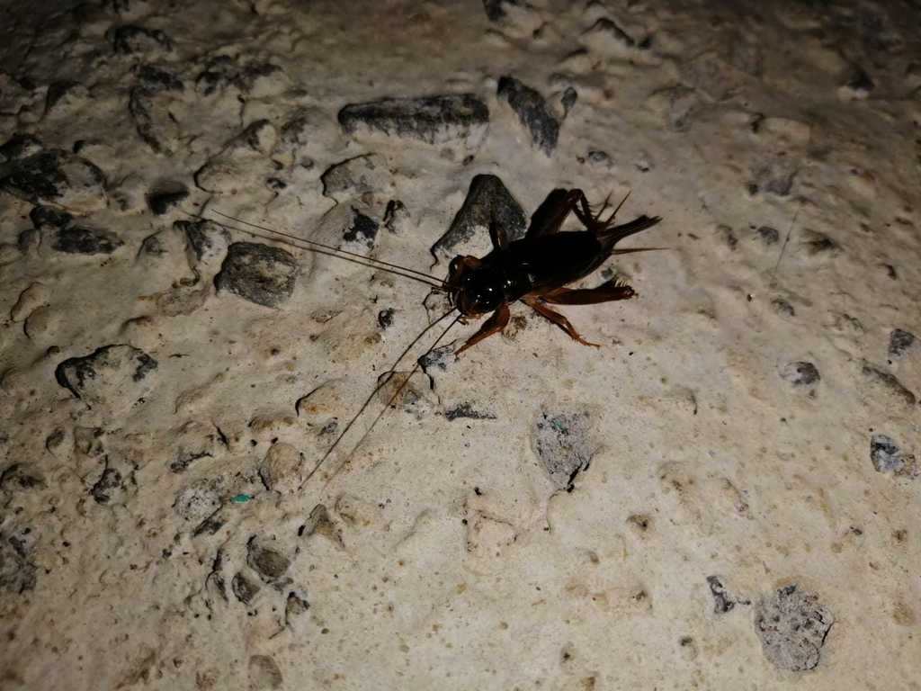Field Crickets from Panamá Oeste, Panamá on November 08, 2021 at 04:36 ...