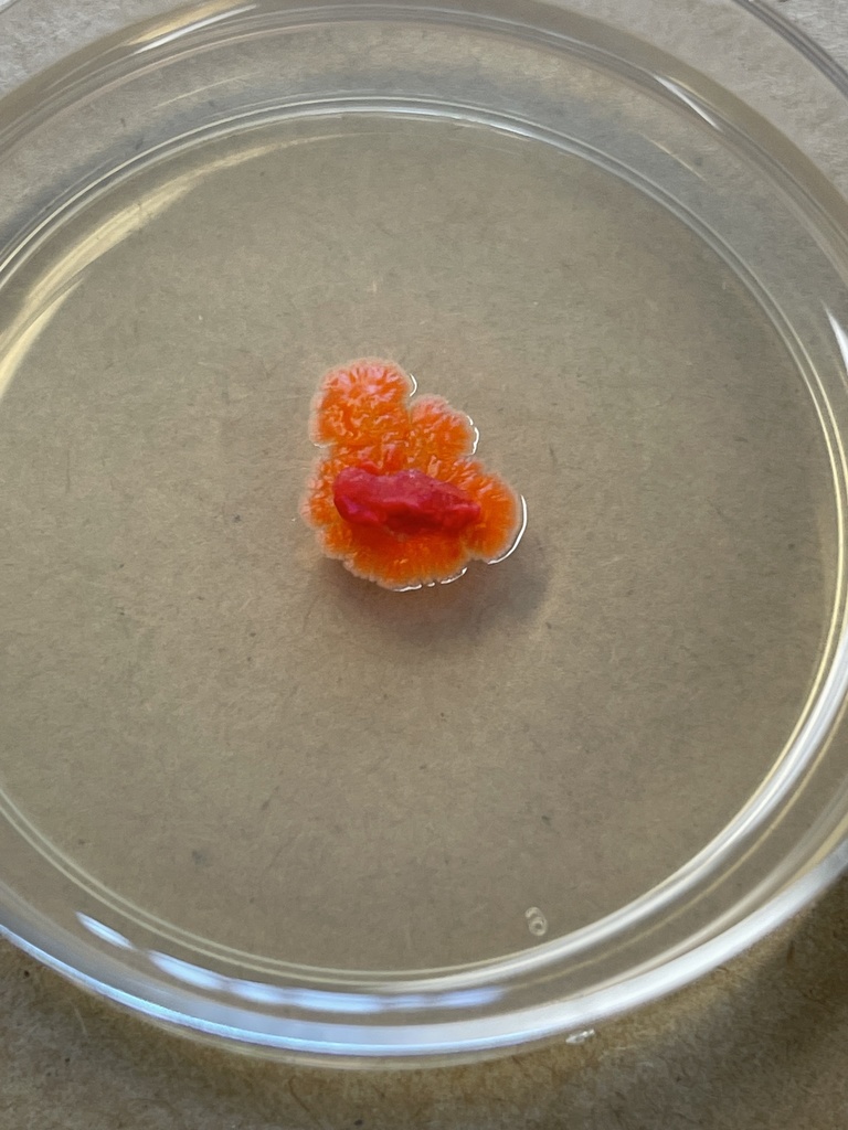 Rhodotorula mucilaginosa from Berkeley, CA, USA on October 13, 2021 at ...