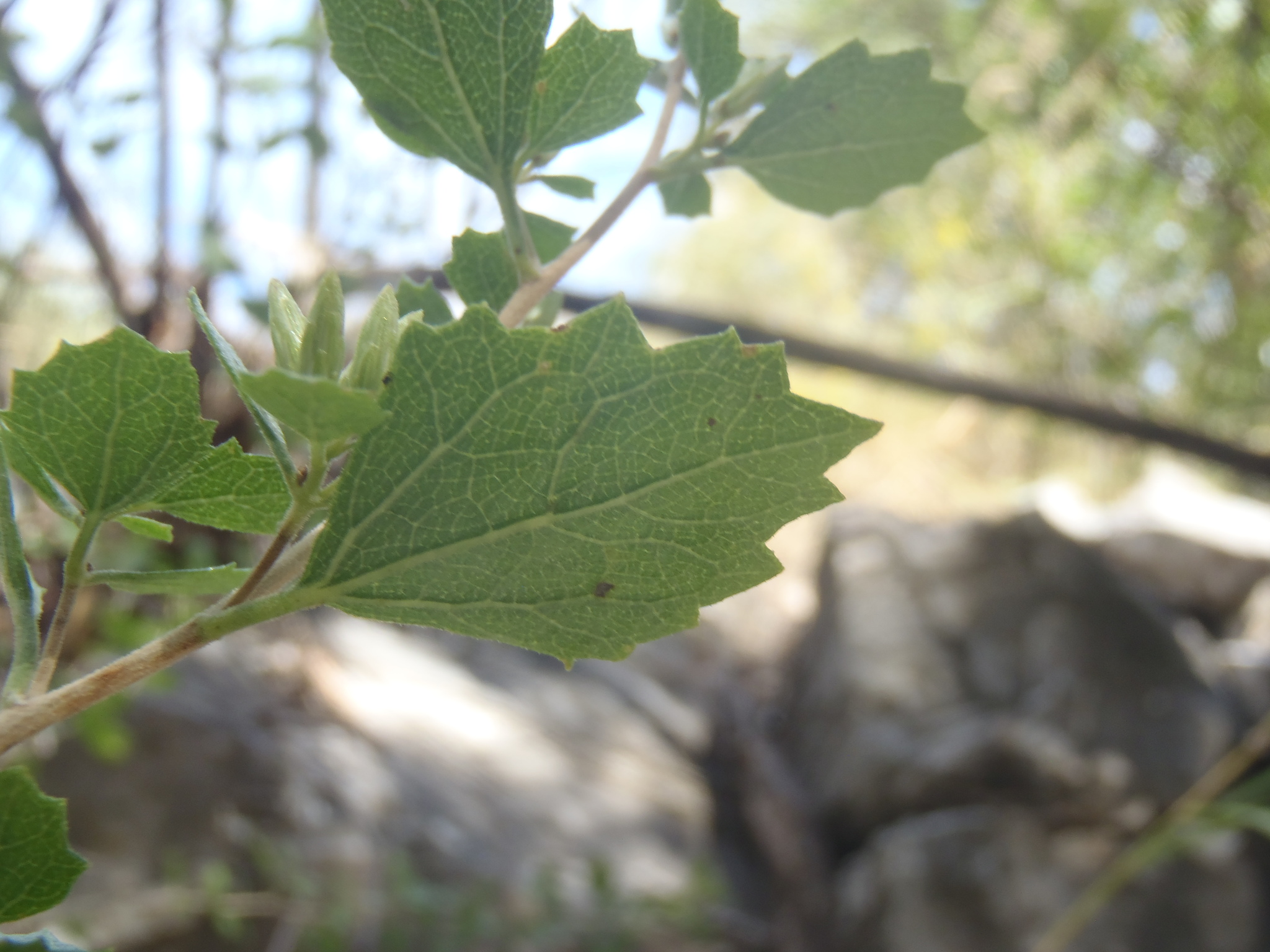 Brickellia baccharidea A.Gray