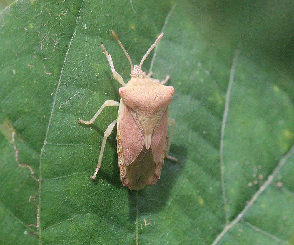 Pygoplatys Dallas, 1851