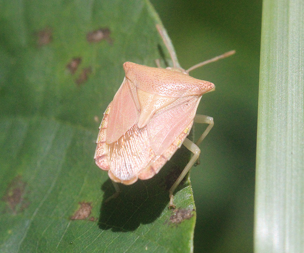 Pygoplatys Dallas, 1851