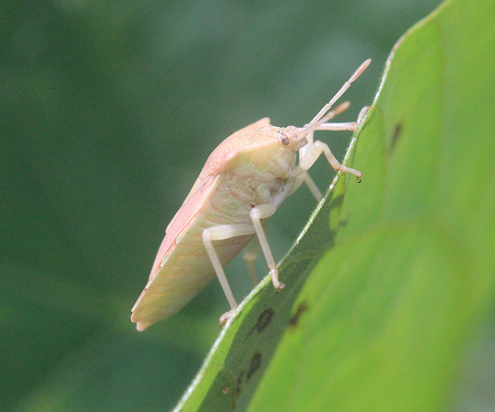 Pygoplatys Dallas, 1851