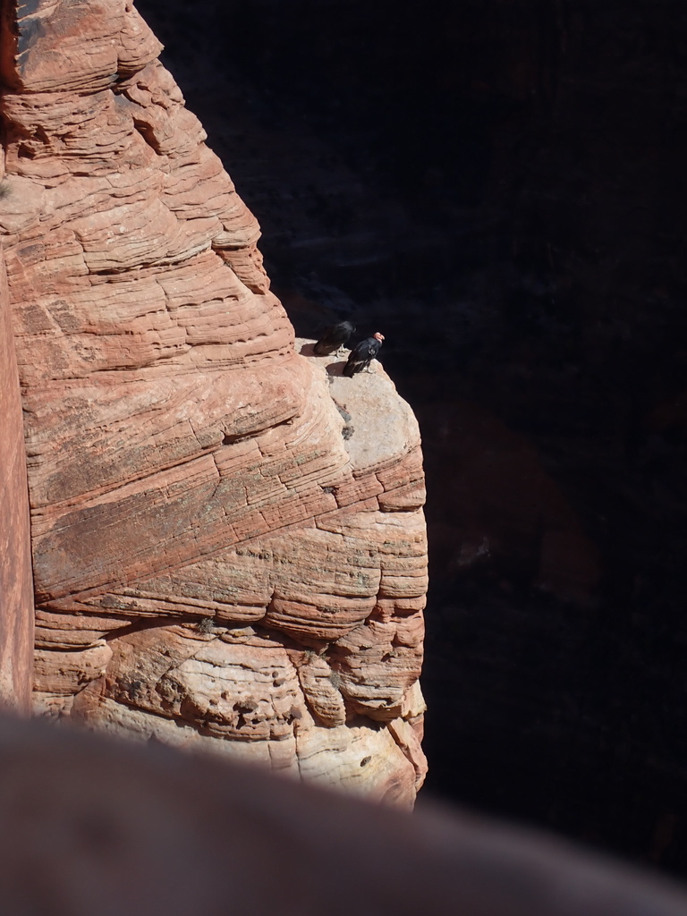 California Condor from Zion National Park, Springdale, UT, US on ...