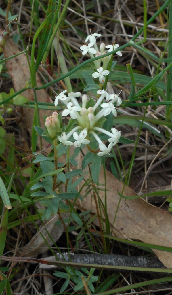 Common Rice-flower (Pimelea humilis) - Botanical Realm
