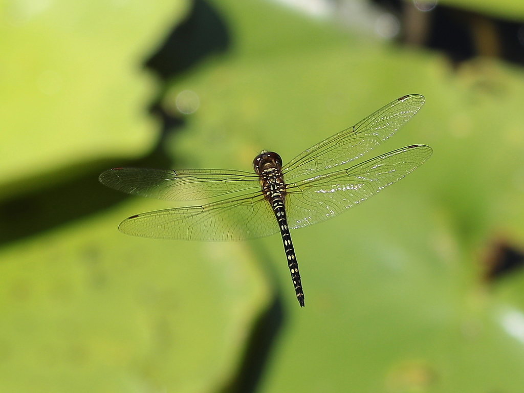 Water Prince from Cairns QLD, Australia on November 9, 2021 at 09:55 AM ...