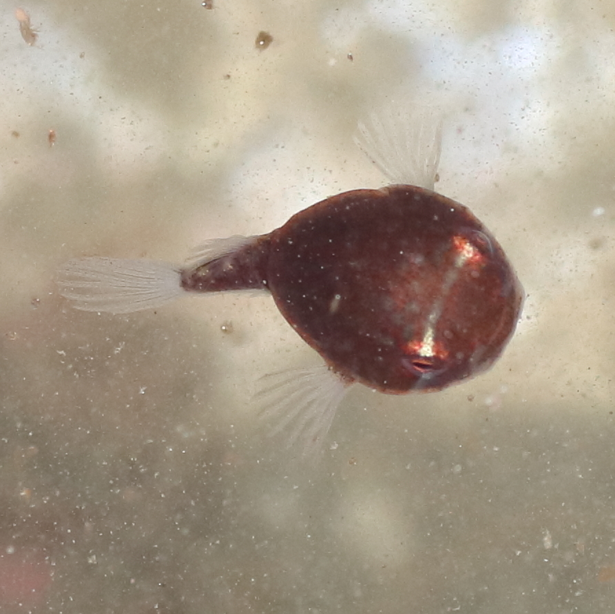 Smooth Lumpsucker (Aptocyclus ventricosus) - Marine Life Identification