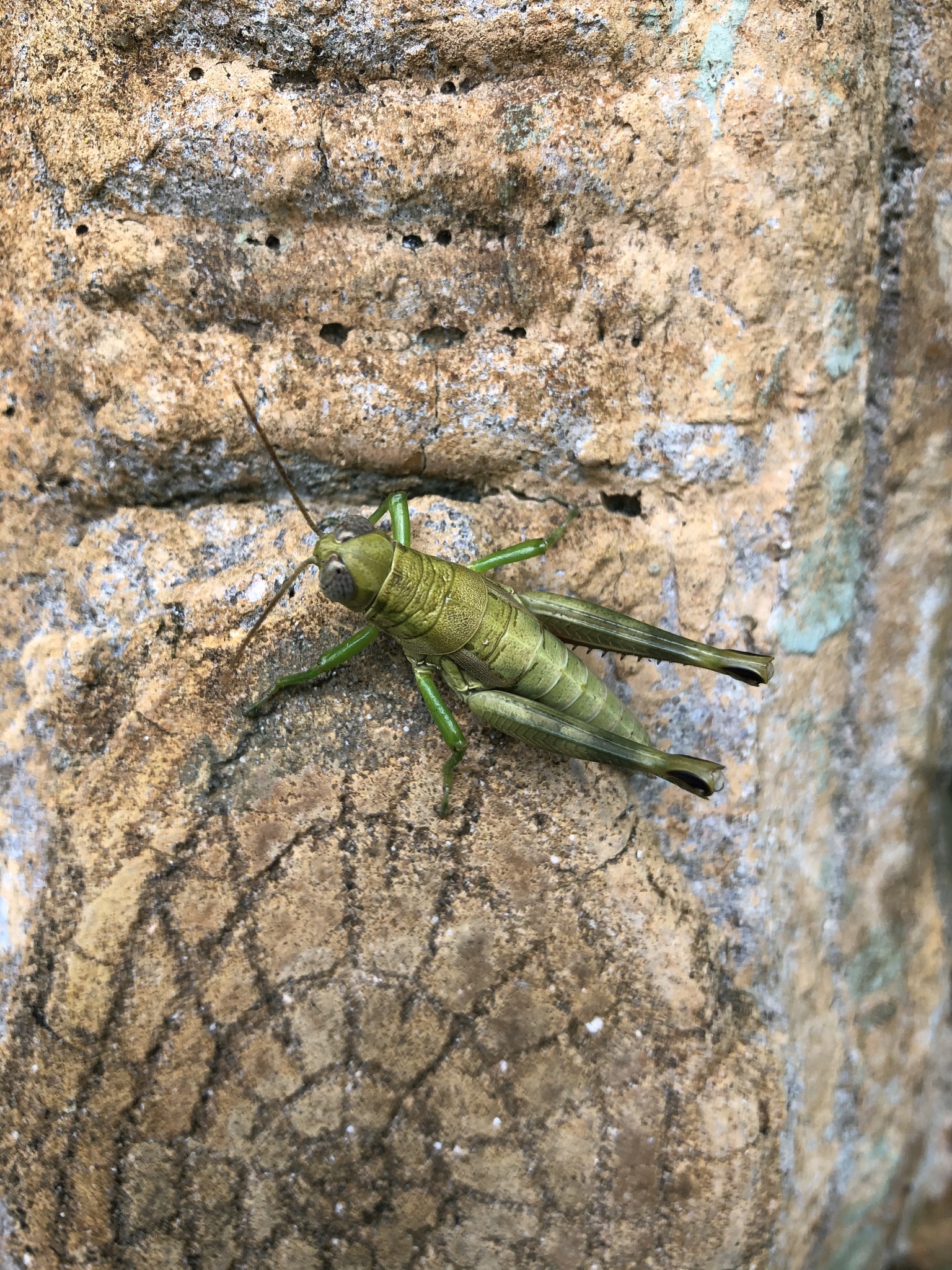 Sinopodisma Chang, 1940