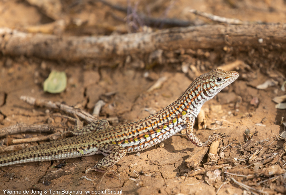 Common Long-tailed Lizard from Puch, Loima Hills, Kenya on October 30 ...