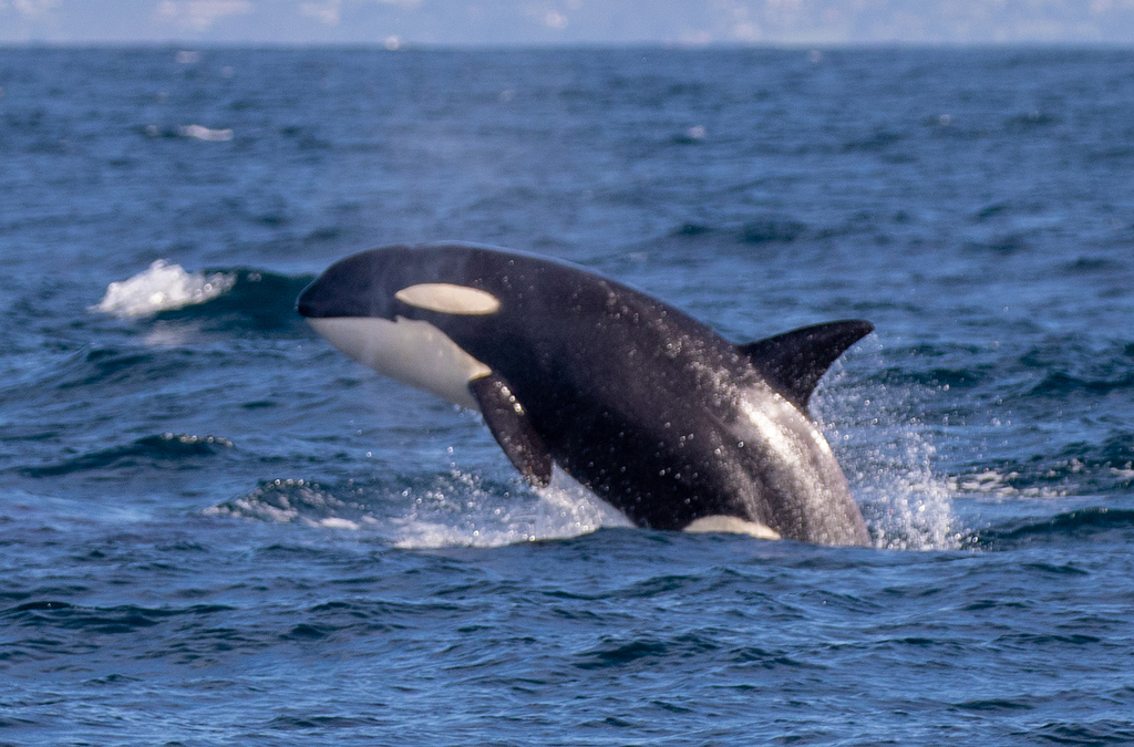 Orca (Orcinus orca) - Know Your Mammals