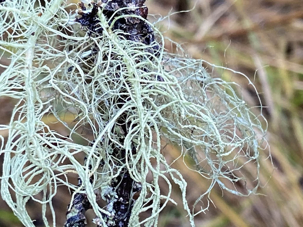 Fishbone Beard Lichen from Клинский р-н, Московская обл., Россия on ...