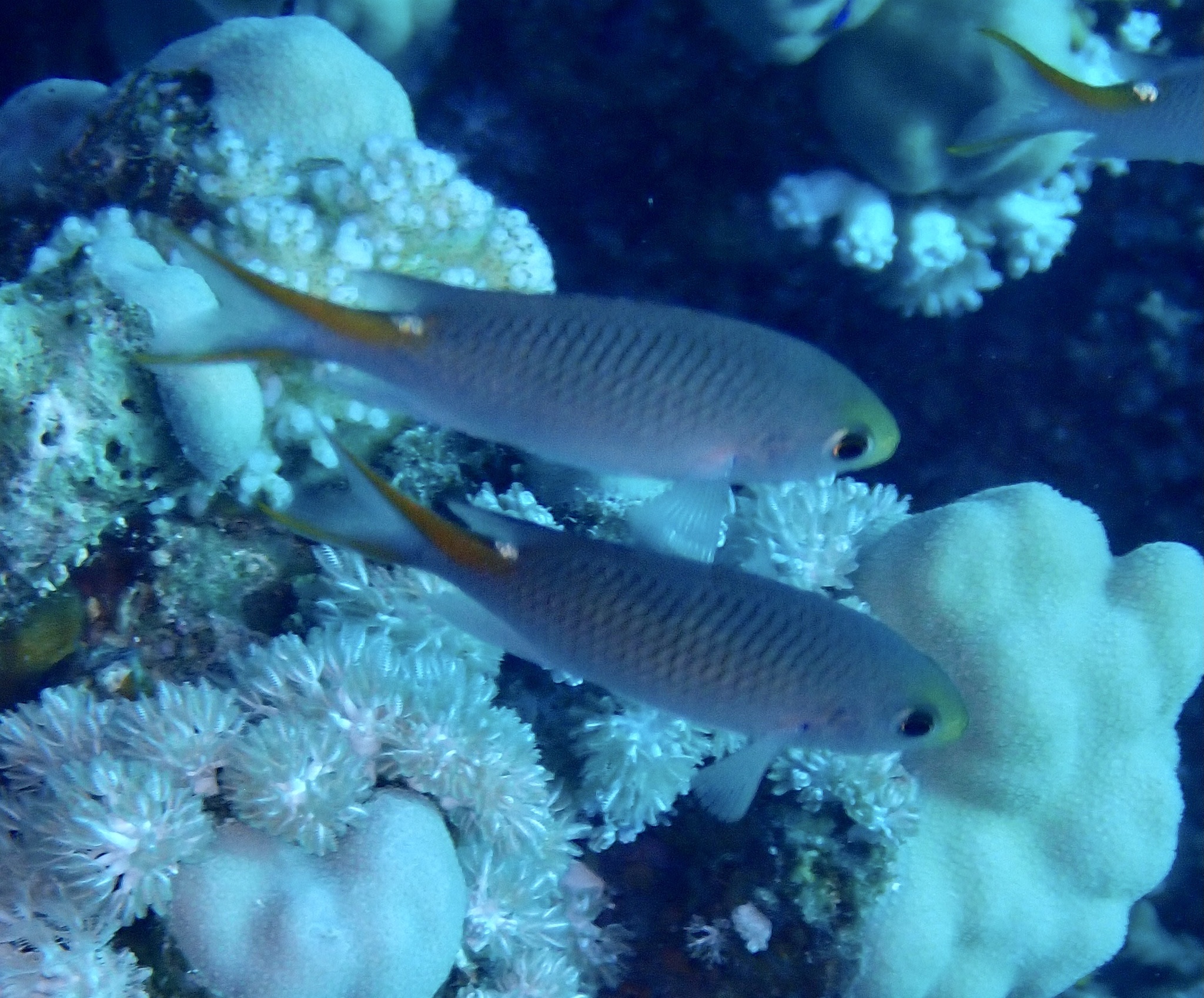 Neopomacentrus miryae Dor & Allen, 1977