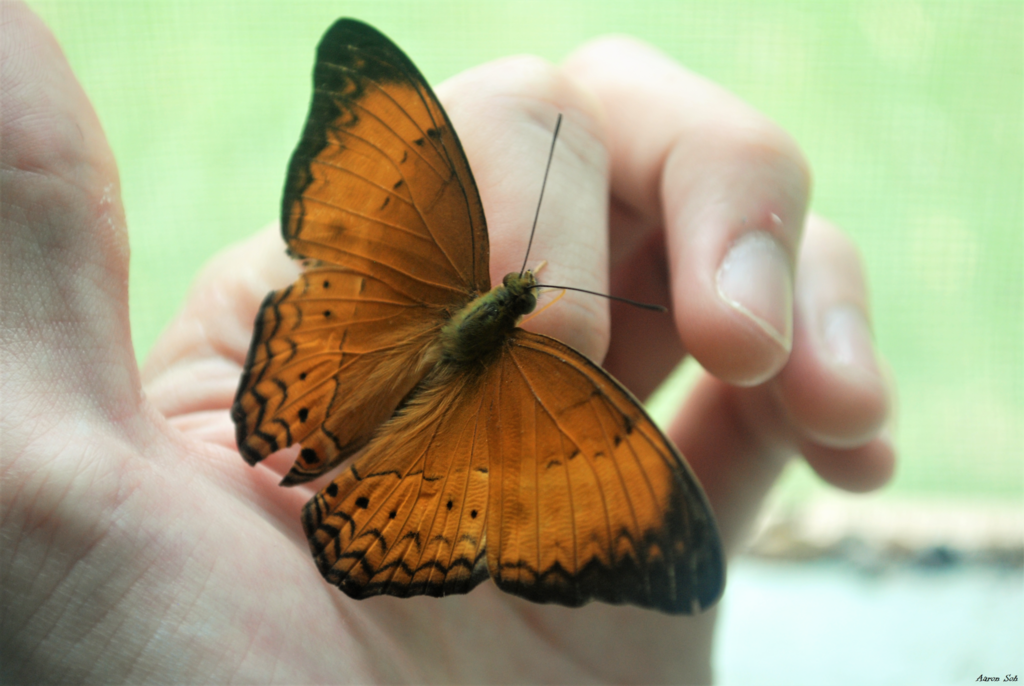 Common Yeoman from Lahad Datu, Sabah, Malaysia on June 23, 2016 at 11: ...
