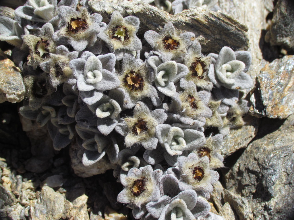 Haastia sinclairii from Cardrona, New Zealand on November 6, 2021 at 12 ...