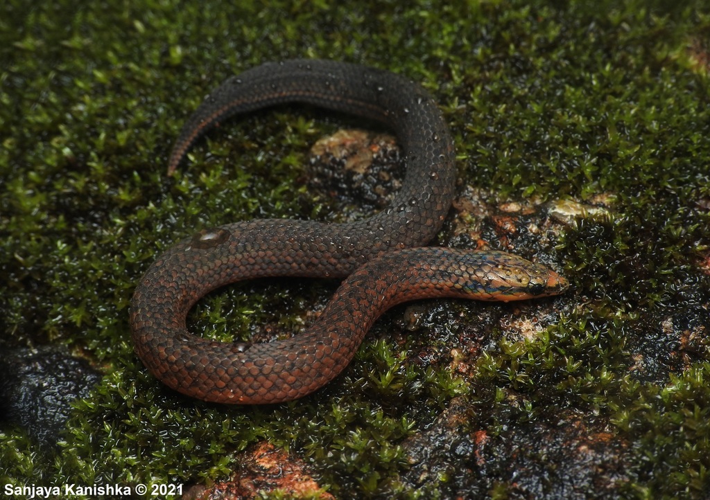 Common Rough-sided Snake (Aspidura trachyprocta) - Snakes and Lizards