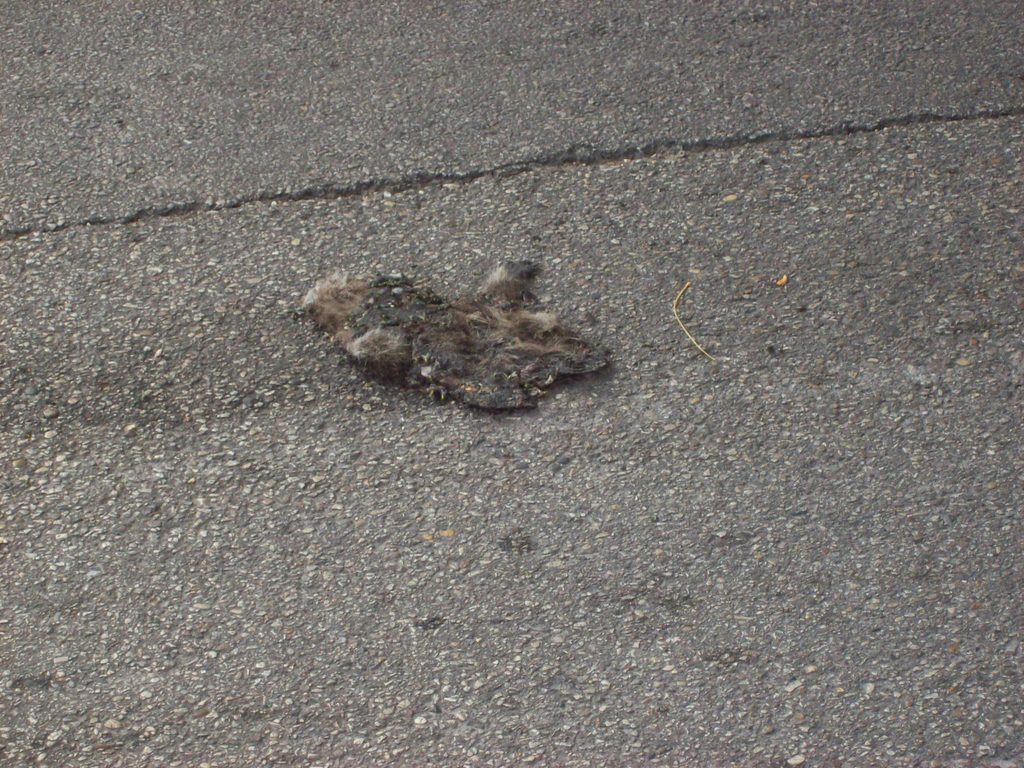 Eastern Gray Squirrel from 4906 N.Central Park ave Chicago on August 29 ...