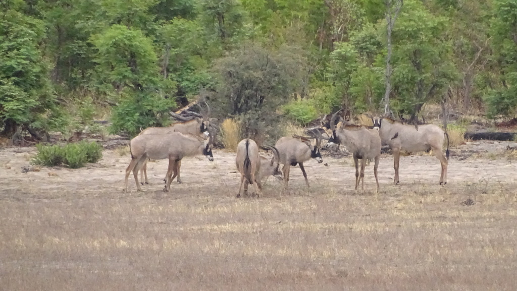 Southern Roan Antelope from Kavango, Namibia on October 20, 2021 at 05: ...