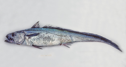 Family Macruronidae · iNaturalist