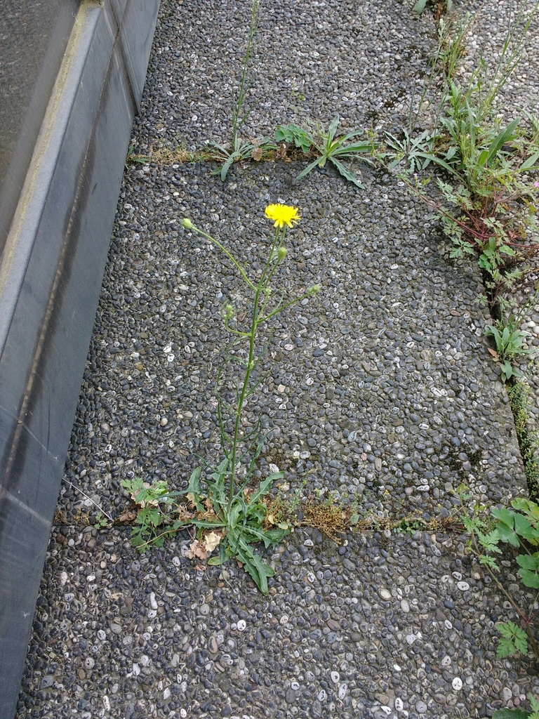 narrow-leaved hawksbeard from UZA I Biozentrum Althanstra·e 14, 1090 ...