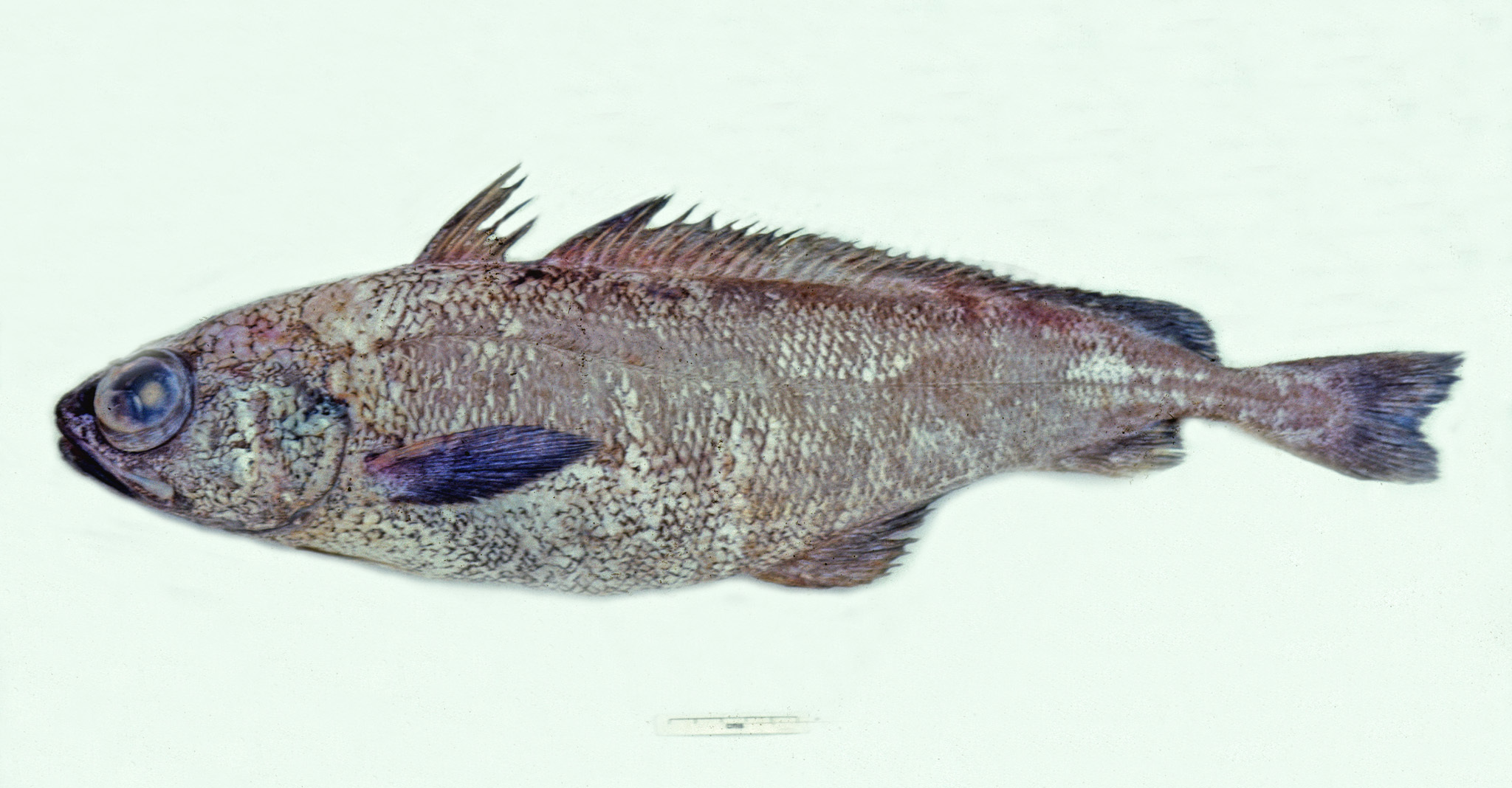 Mora moro (Risso, 1810)