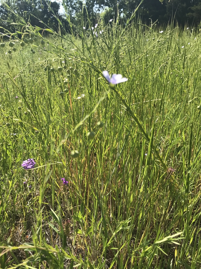 Pale flax from Cedar Ridge Preserve, Dallas, TX, US on April 29, 2018 ...
