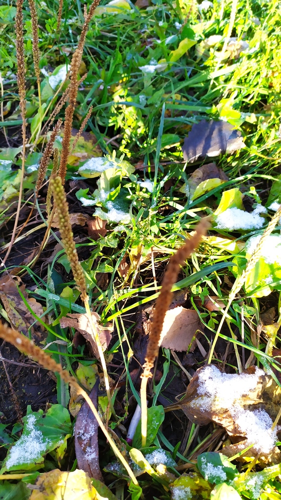 greater plantain from Eastern, Moscow City, Russia on November 9, 2021 ...