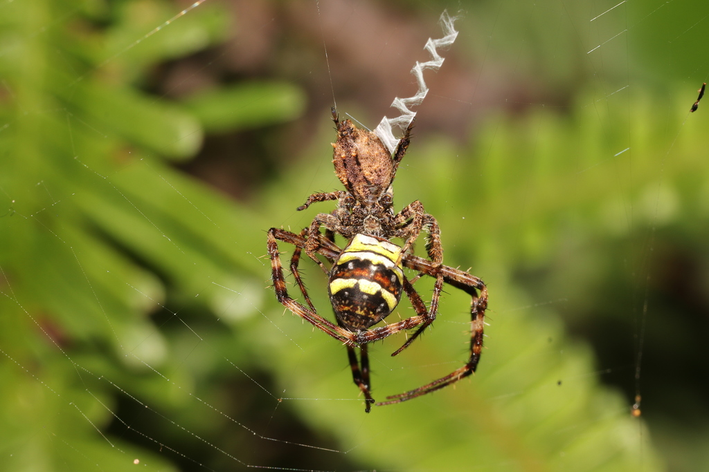 Dandy Spiders from Cape Collinson, Hong Kong on November 6, 2021 at 07: ...