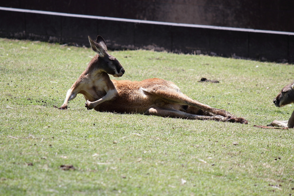 Red Kangaroo (Adventure world. Shirahama, Wakayama prefecture, Japan ...