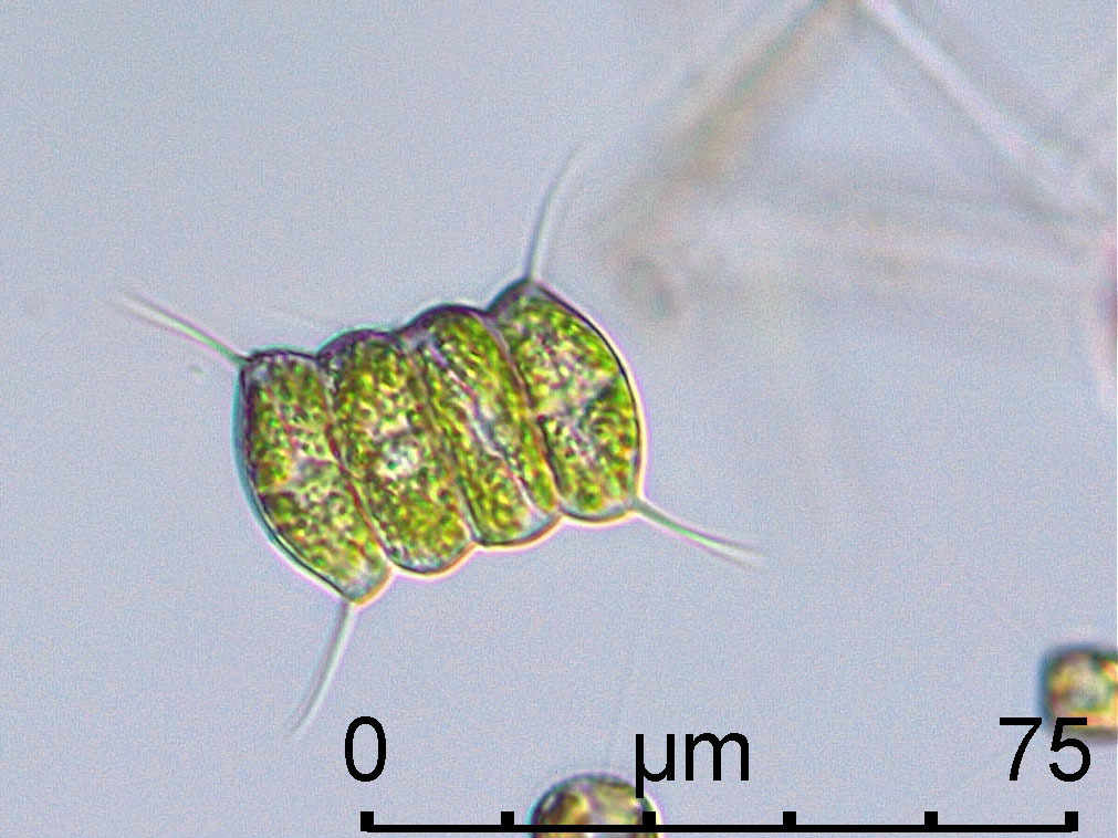 (Desmodesmus) - Botanical Realm