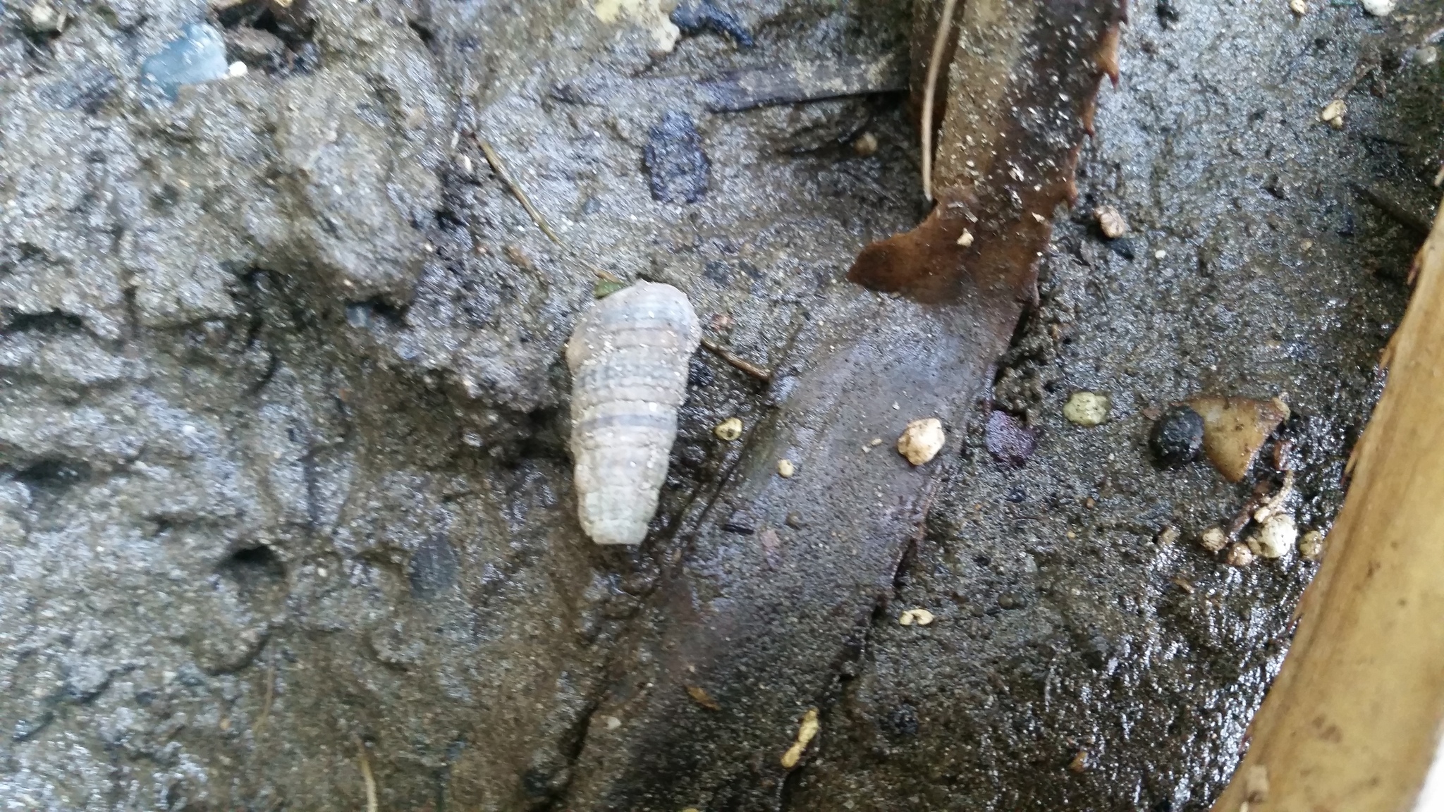 Cerithidea moerchii (A.Adams, 1855)