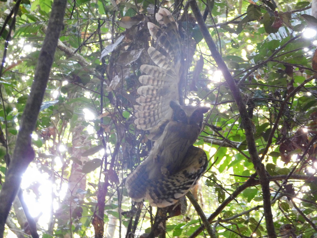 Maned Owl in October 2021 by johnhartdrc. Photo by Prince Masudi. Owl ...